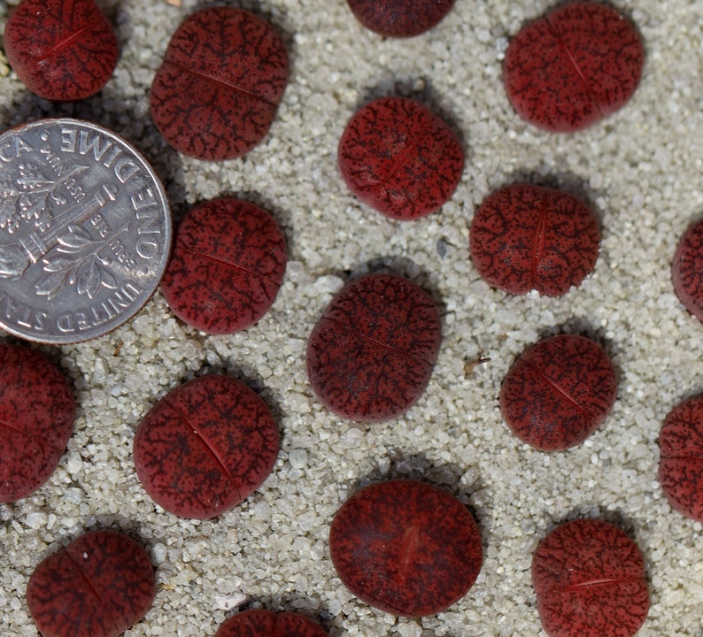 Plant -1-dinterops（ D.vanzylii × “fred's Redhead”） - Etsy