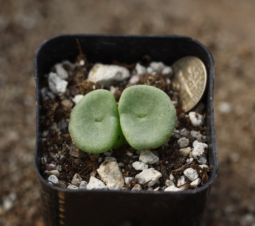 Plant - Conophytum Crateriforme - Etsy