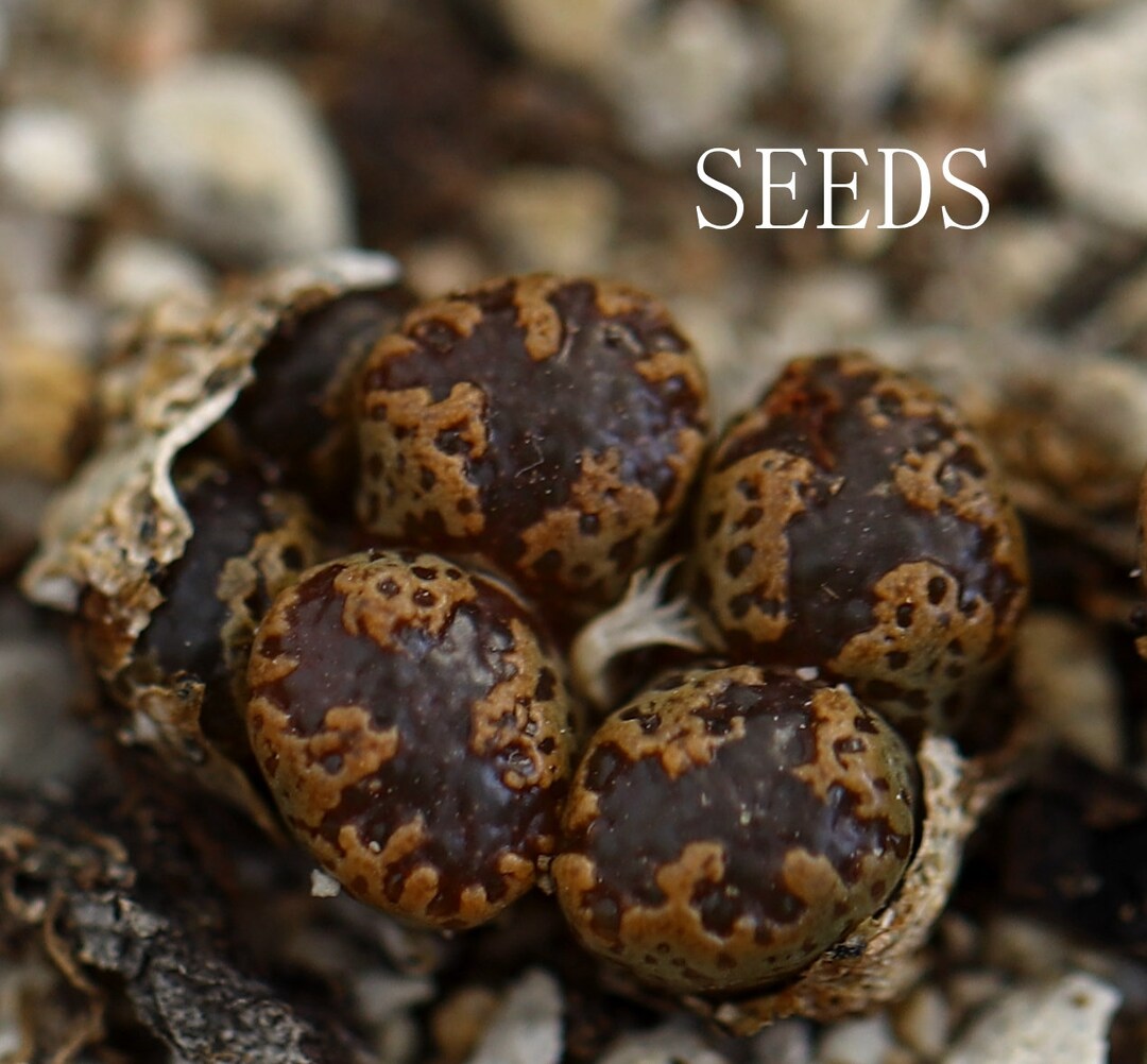 SEEDS - Conophytum Pellucidum Terricolor R&Y1618 15seeds - Etsy