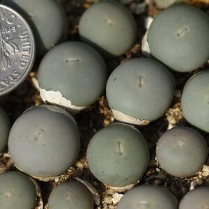 Plant-1- Conophytum Vanzylii - Etsy