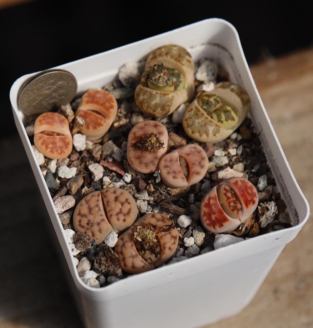 Plant- Full Pot- Lithops Combination - Etsy