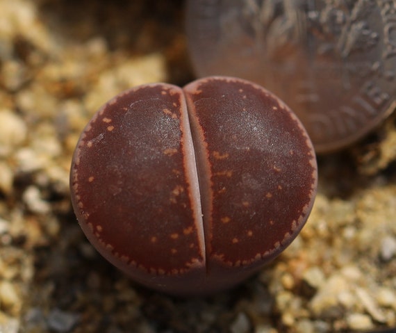 Plant-1 Lithops aucampiae kokerboom 'KO' - Etsy France