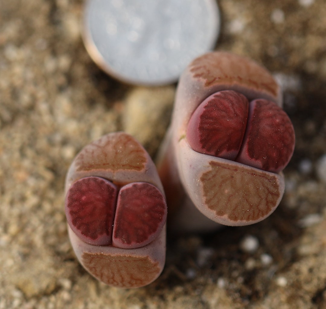 Plant Lithops Julii kikusiyo Giyoku Purple - Etsy