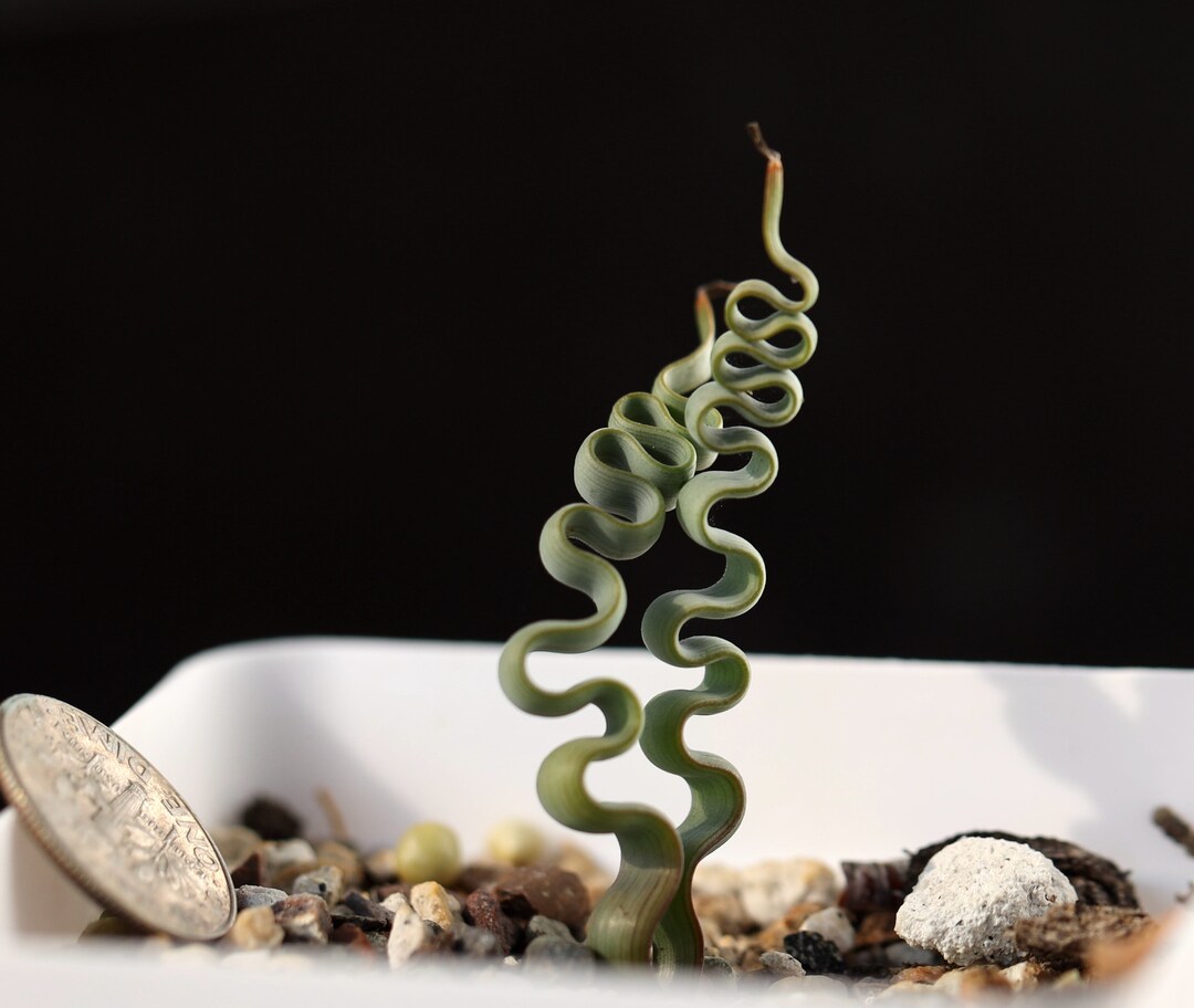 Plant Trachyandra Tortilisdormant, No Leaves - Etsy
