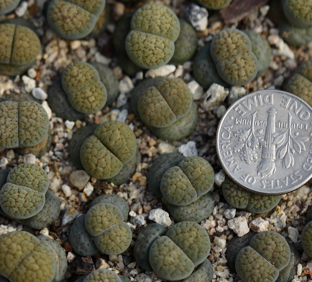 Plant-1- Lithops Verruculosa 'rose of Texas' - Etsy