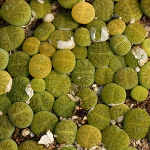 SEEDS- Dinterops ‘’green‘’ Dinteranthus Vanzylii × Lithops Lesliei ...