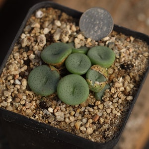Plant Conophytum Crateriforme - Etsy