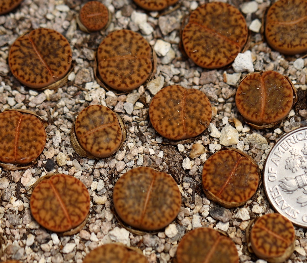 Plant -1- Lithops Bromfieldii Insularis - Etsy