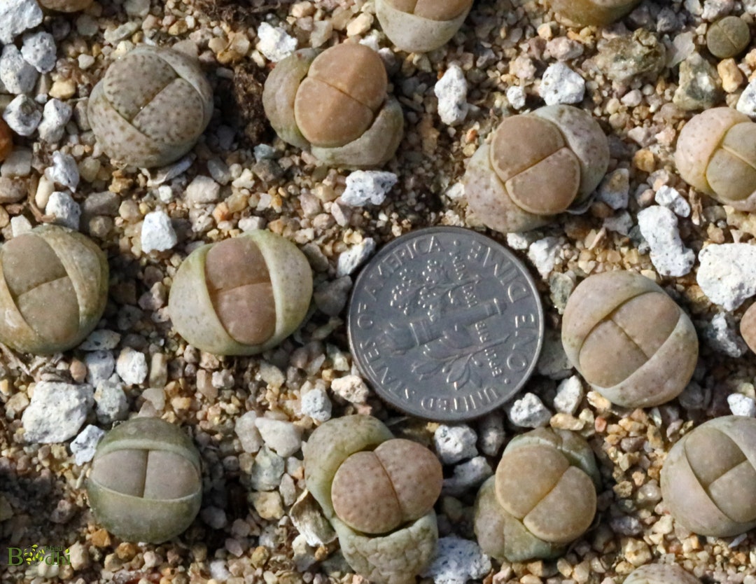 Plant-1- Lithops Amicorum 'freckled Friend' - Etsy