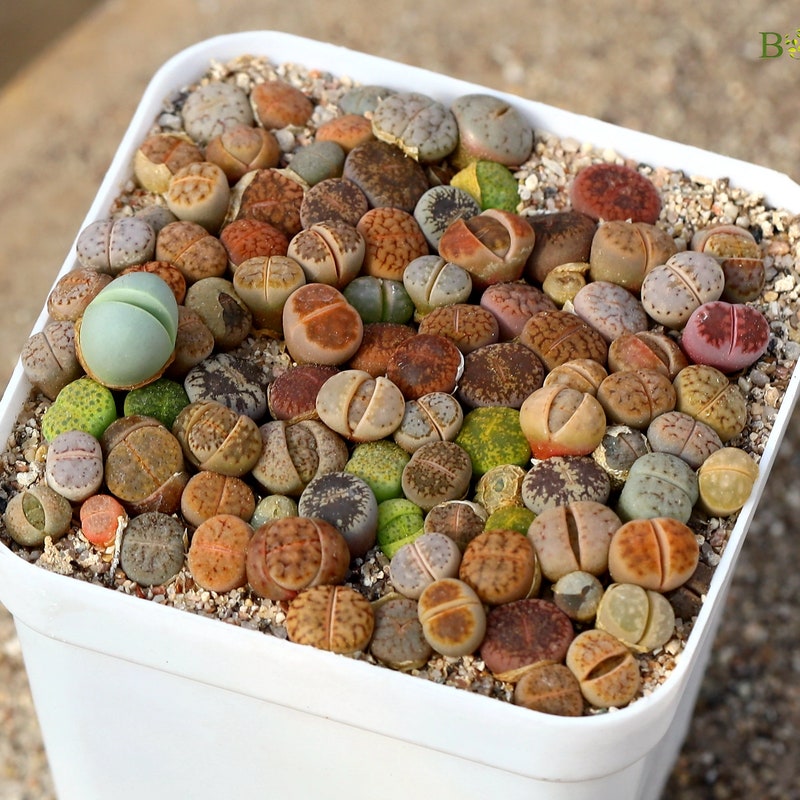 Lithops Succulent Kit - Etsy