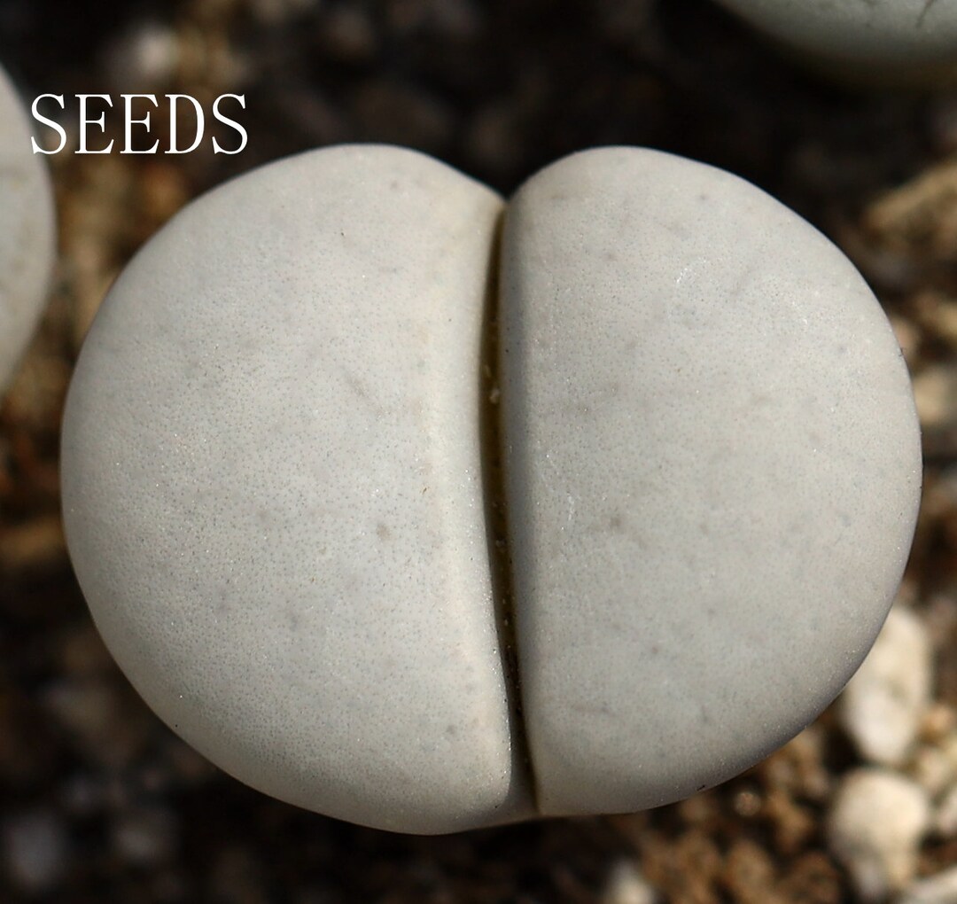 SEEDS - Lithops Pseudotruncatella 20seeds C244 - Etsy
