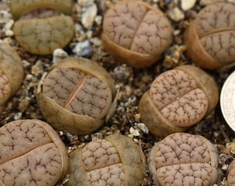 Plant-1 Lithops Aucampiae 'bellaketty' C48A - Etsy