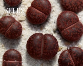 SEEDS Lithops Julii 10seeds 'red Flare' C259 - Etsy