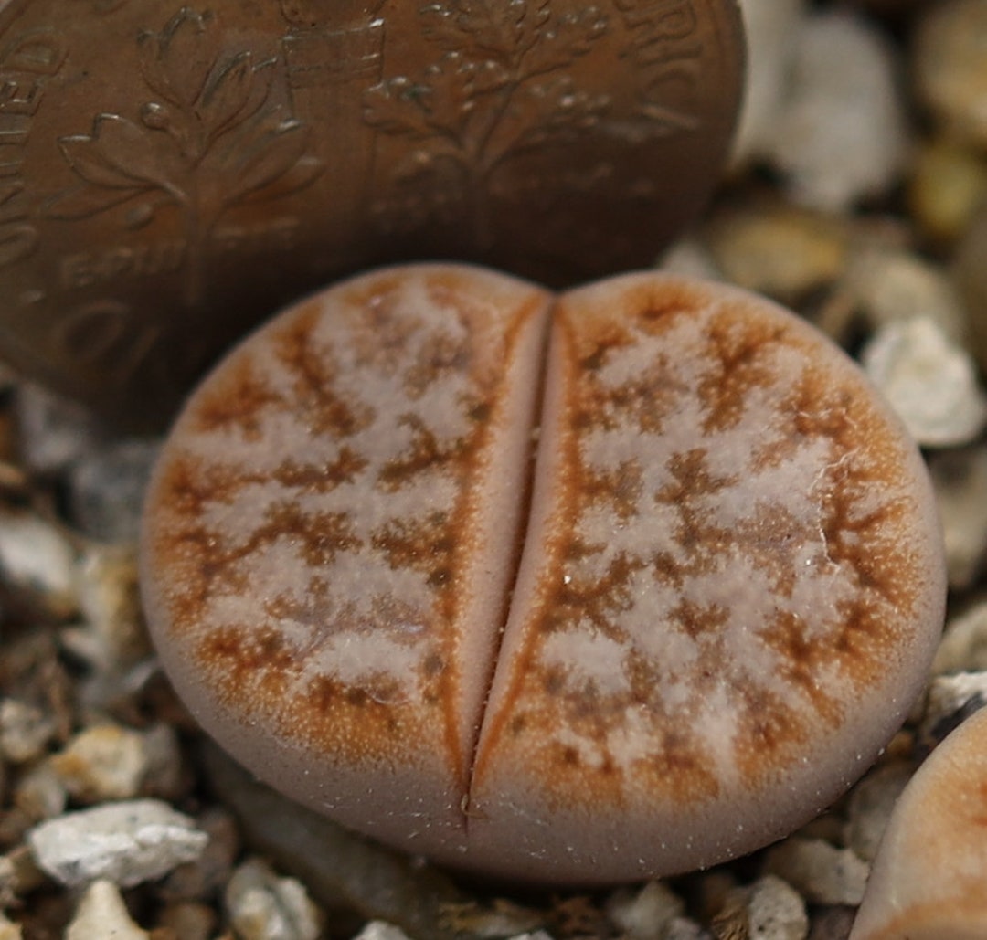 Plant-1 Lithops Gracilidelineata 'café Au Lait' C309A - Etsy