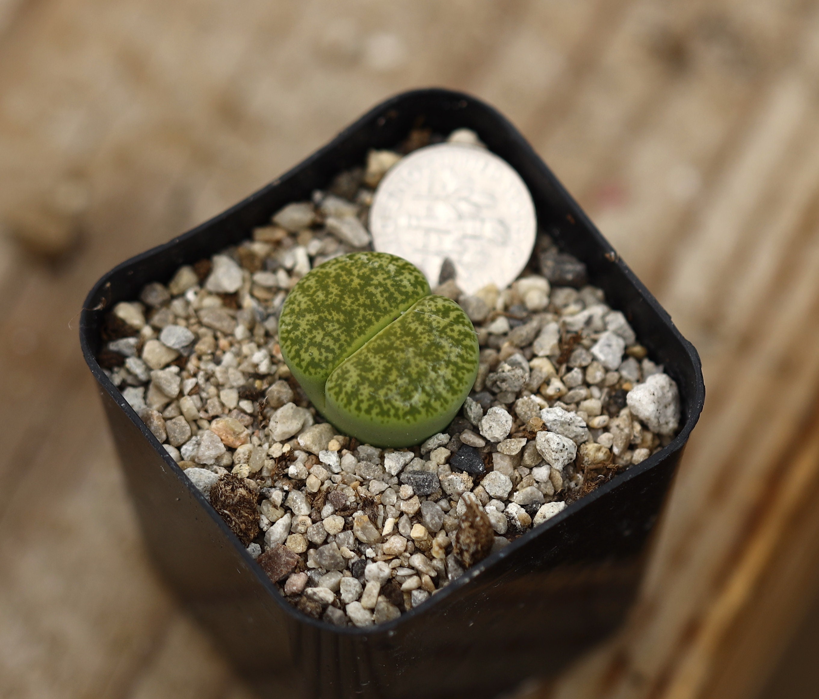 Plantes-Dinterops ''vert'' Dinteranthus - Etsy France