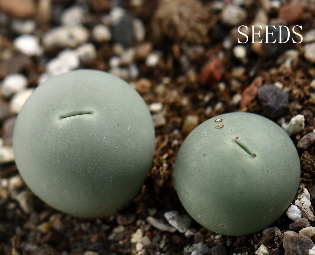 SEEDS- Conophytum Calculus 15 Seeds - Etsy