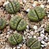 Plant 1-dinterops D.vanzylii fred's Redhead - Etsy