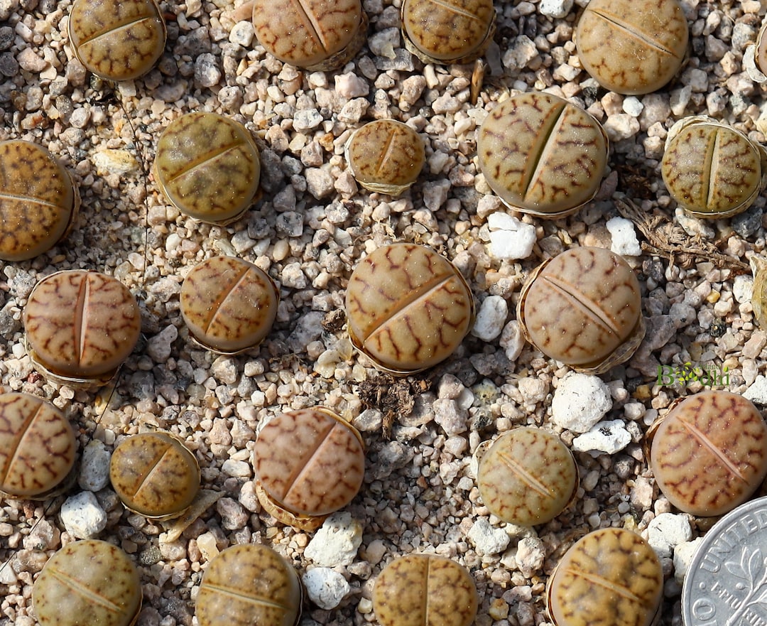 Plant-1- Lithops Bromfieldii C44 - Etsy