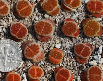 Plant Lithops Karasmontana 'avocado Cream' C370A | Etsy