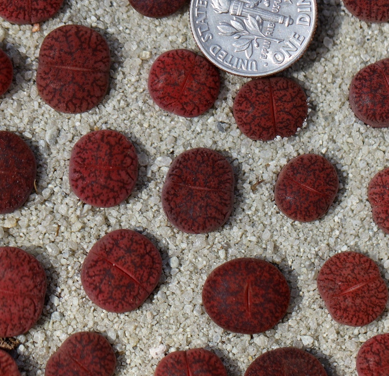 Plant -1-dinterops（ D.vanzylii × “fred's Redhead”） - Etsy