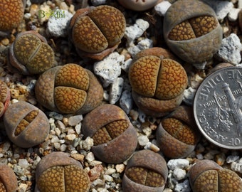 Plant 1 Lithops Pseudotruncatella C187 - Etsy
