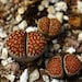 SEEDS - Lithops Julii 10seeds 'red Flare' C259 - Etsy