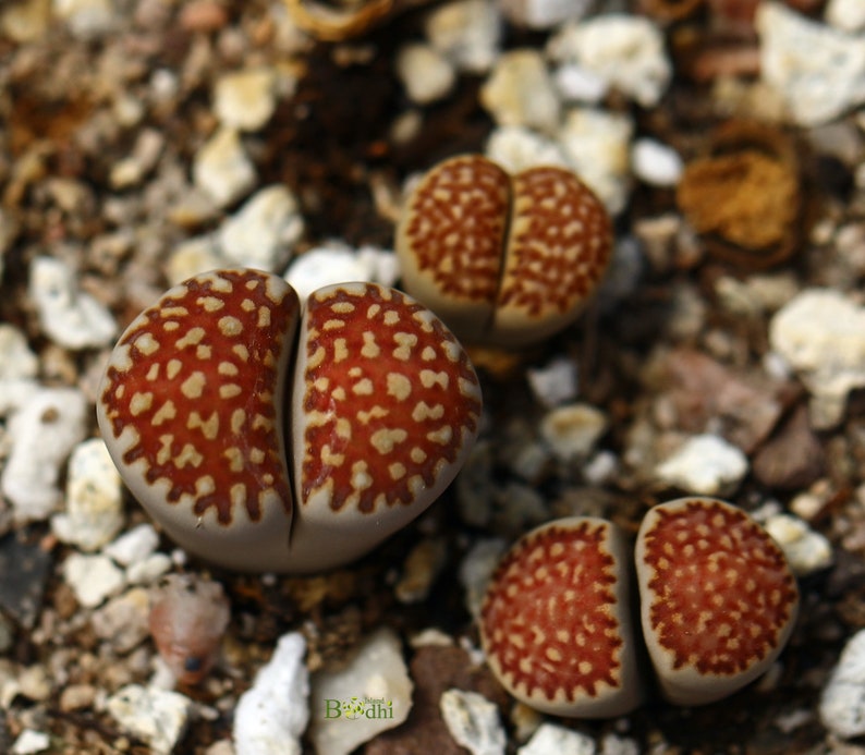 SEEDS Lithops Julii 10seeds 'red Flare' C259 - Etsy