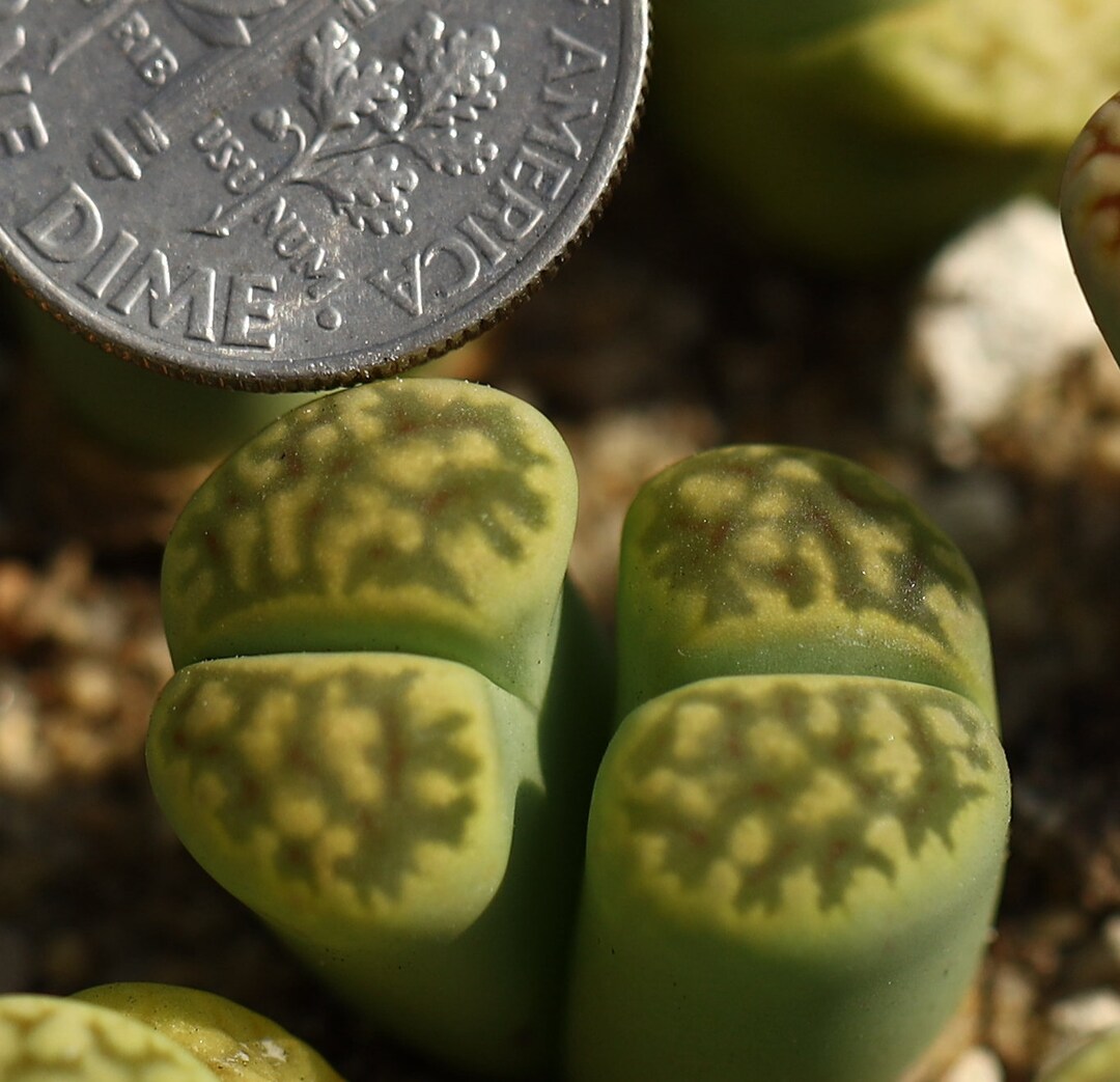 Plant Lithops Karasmontana 'avocado Cream' C370A - Etsy