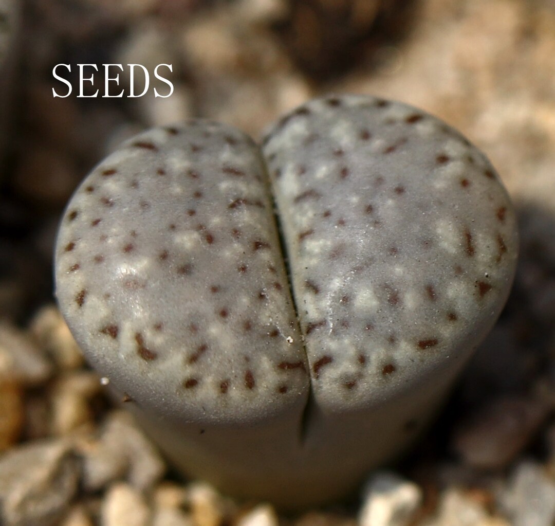 SEEDS - Lithops Amicorum 'freckled Friend' 20seeds - Etsy