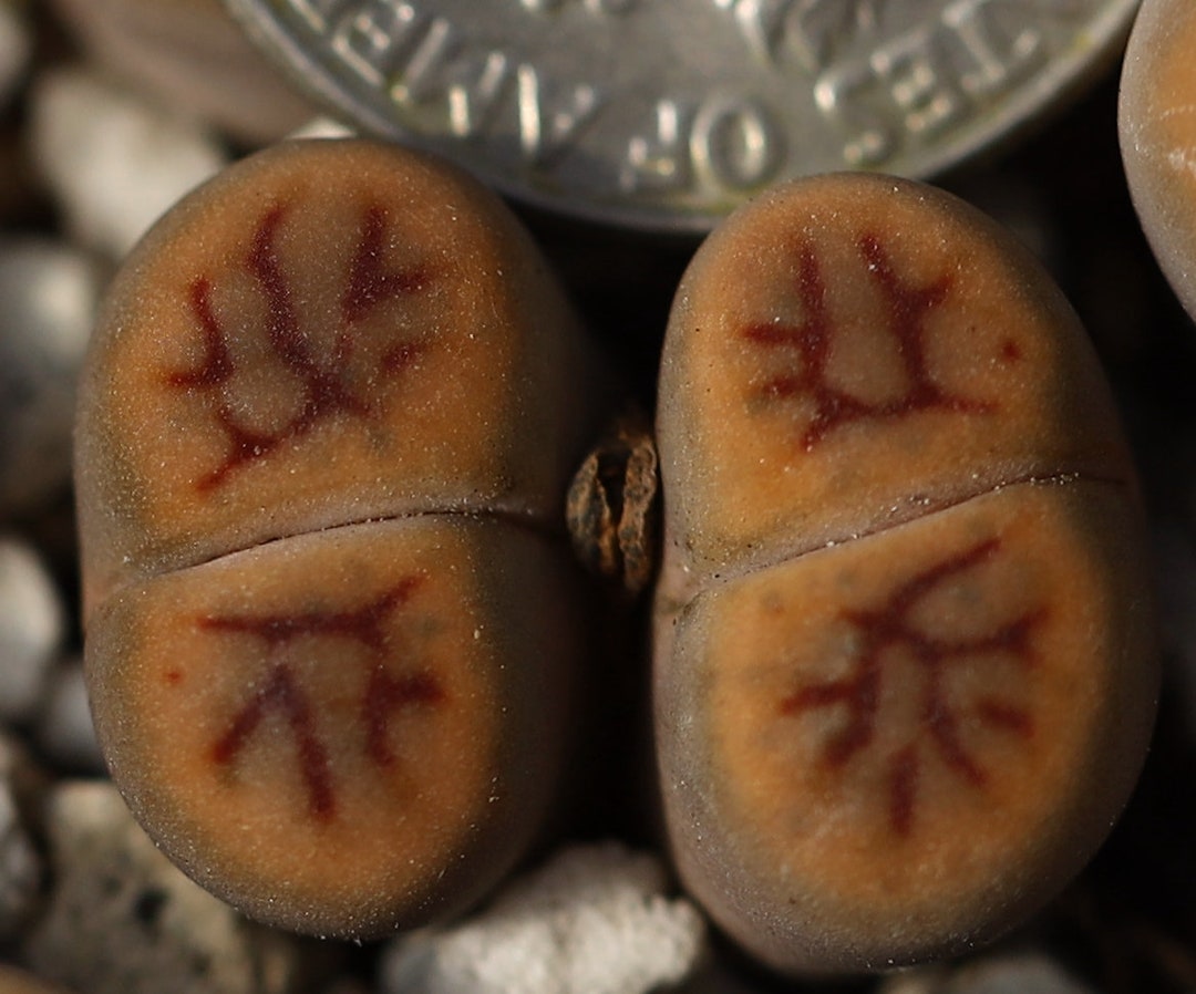 Plant -one- Lithops Schwantesii PVB8347 - Etsy