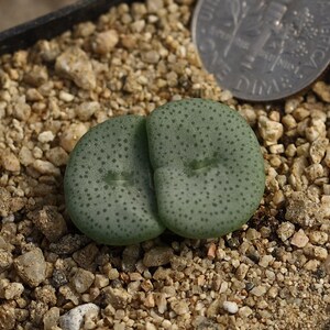 Plant - Conophytum Crateriforme - Etsy