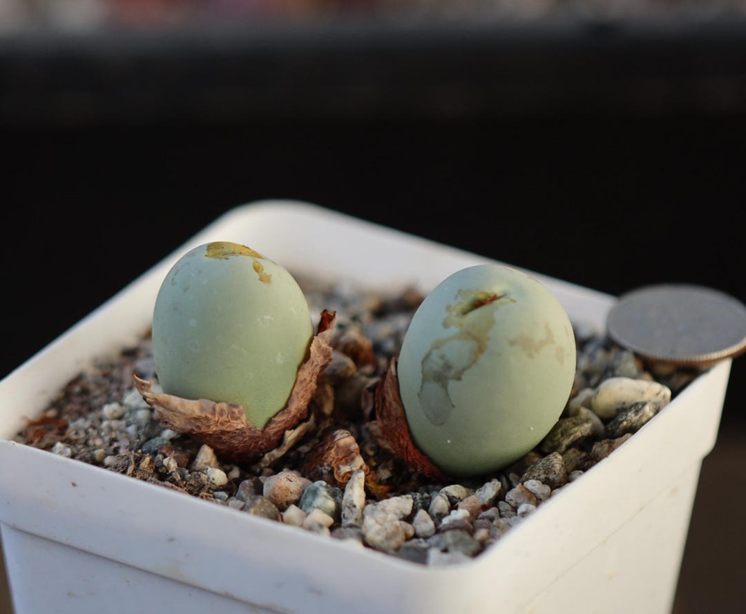 Plant-conophytum Calculus Full Pot - Etsy