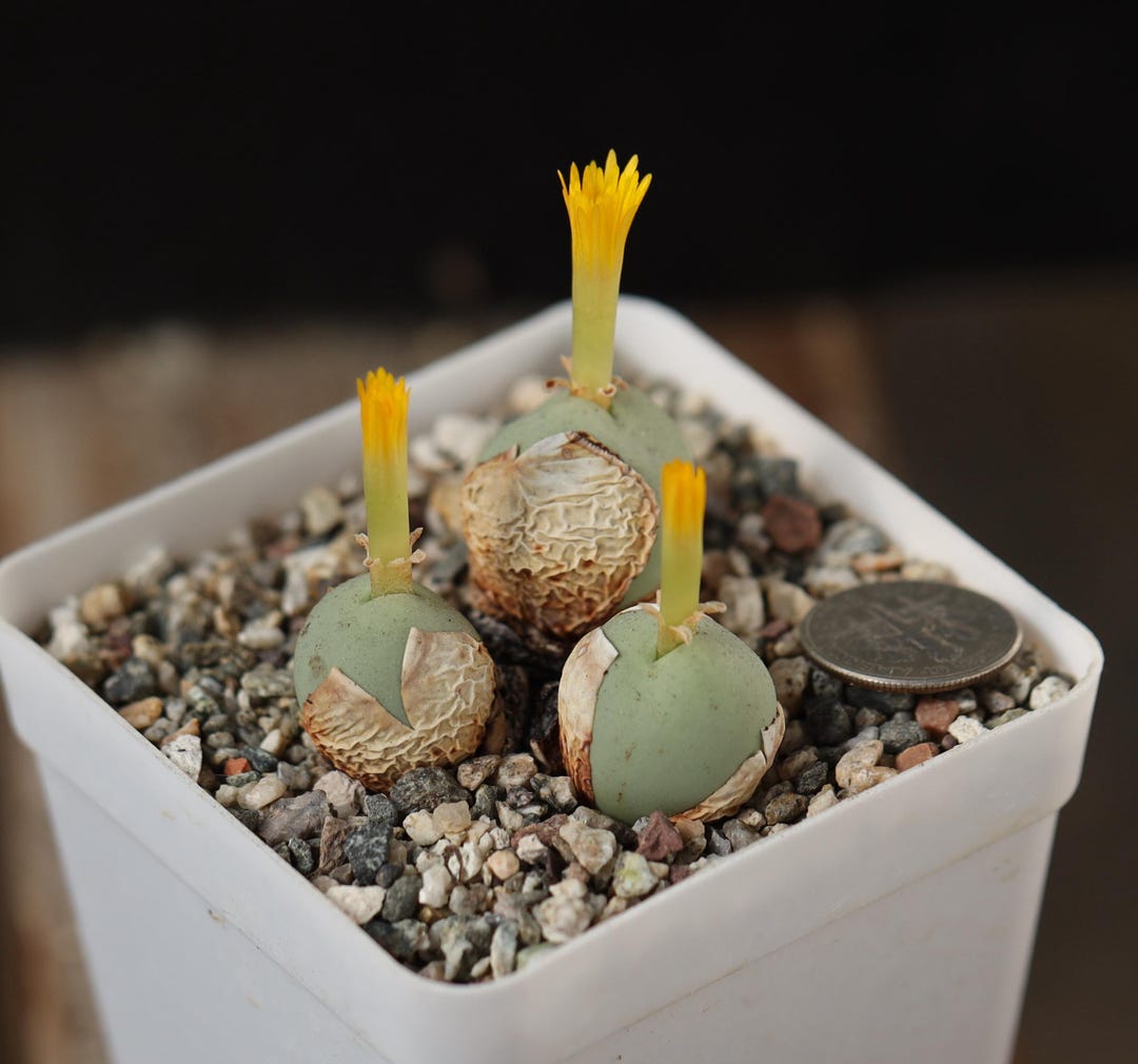 Plant - Conophytum Calculus - Etsy