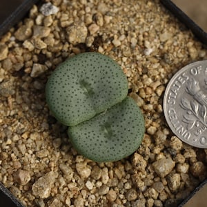 Plant - Conophytum Crateriforme - Etsy
