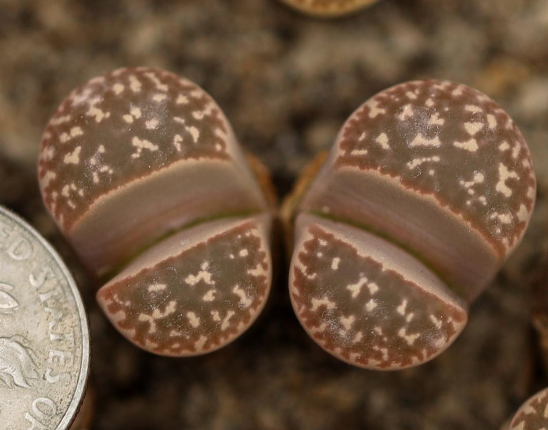 Plant -lithops Naureeniae "pink" - Etsy