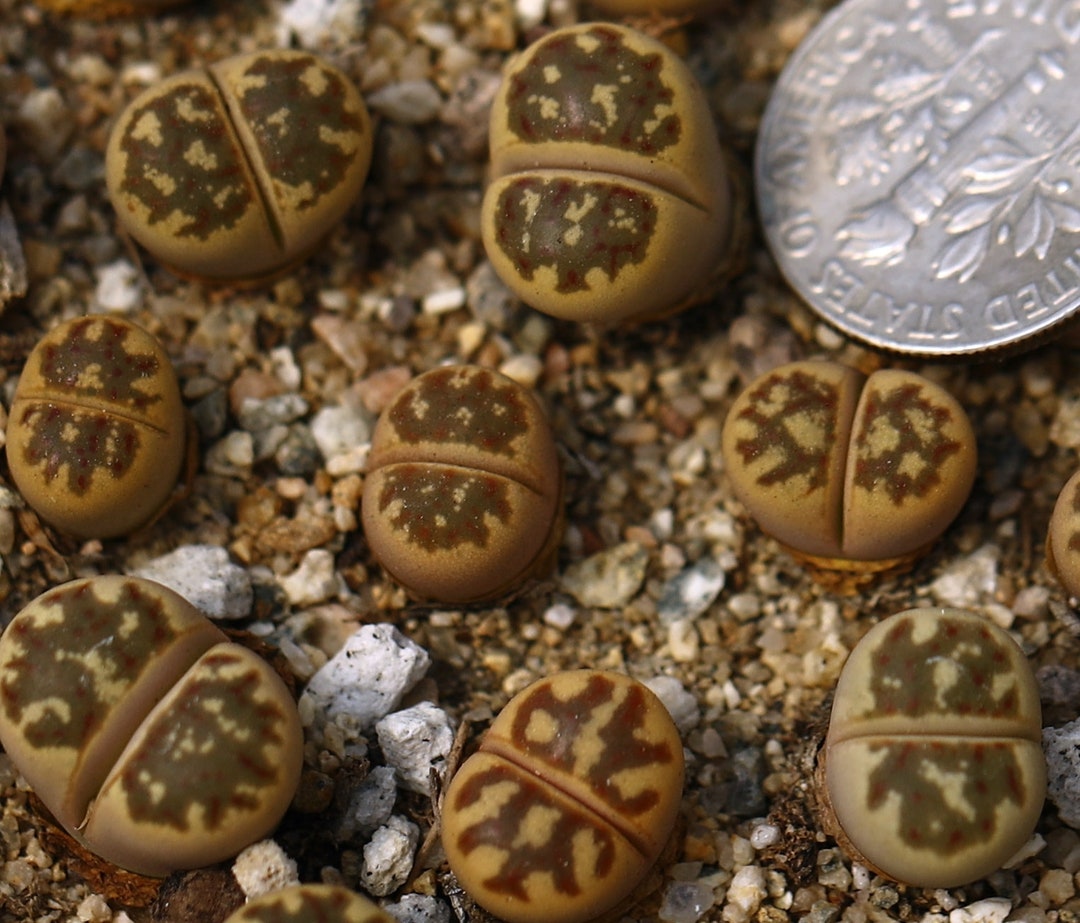 Plant - 1 - Lithops Dorotheae "pofadder" - Etsy
