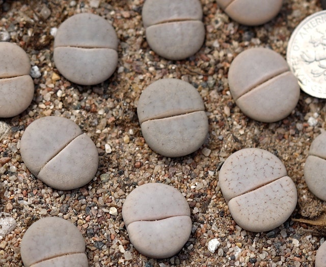 yongquanLITHOPS - Etsy