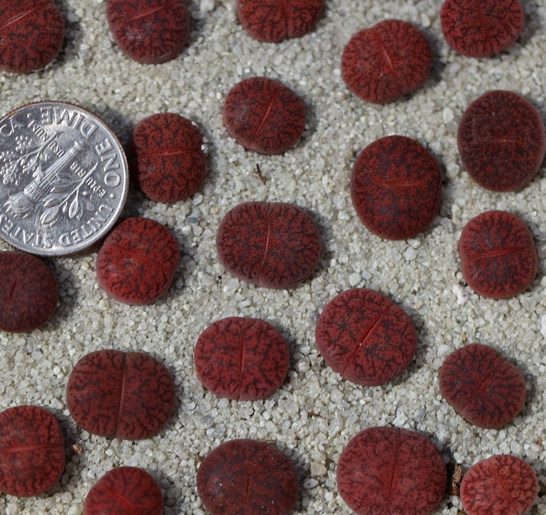 Plant -1-dinterops（ D.vanzylii × “fred's Redhead”） - Etsy