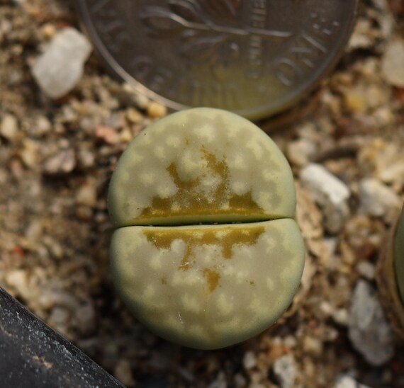 Plant Lithops Julii 'hot Lips Green - Etsy UK