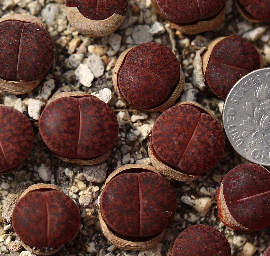 Plant-1- Lithops Lesliei ‘ Fred's Redhead’ - Etsy