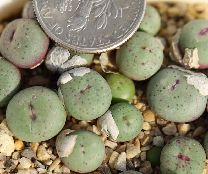 Plant -one- Conophytum Pageae - Etsy
