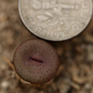 Plant - Conophytum Bachelorum - Etsy