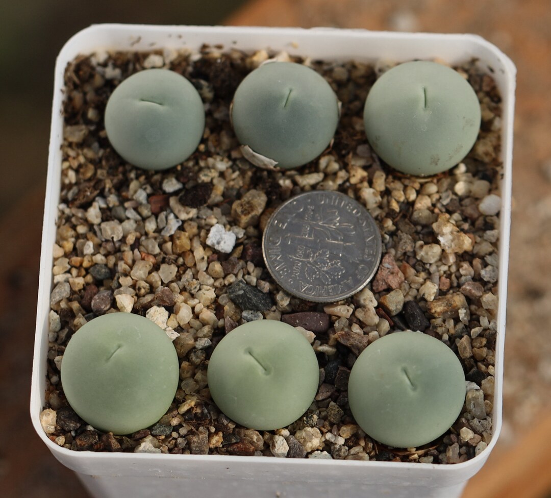 Plant-full Pot- Conophytum Calculus - Etsy