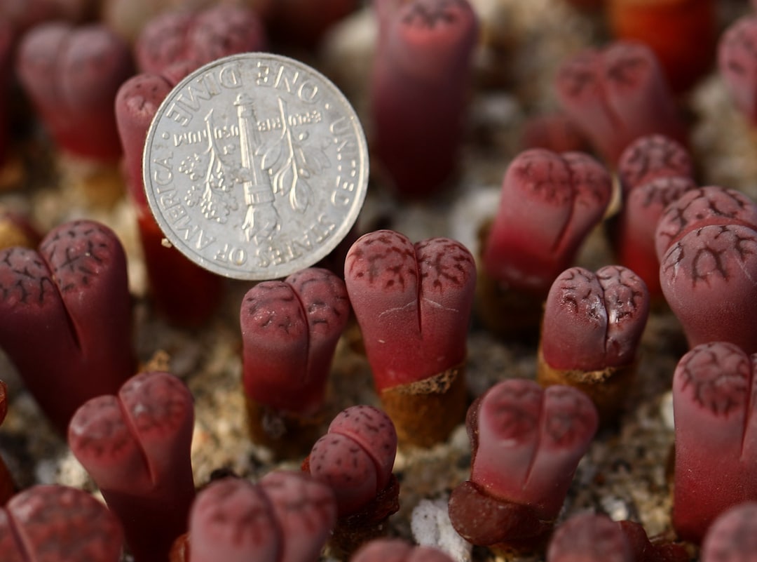 Plant -1-lithops Karasmontana "purper" C369A - Etsy