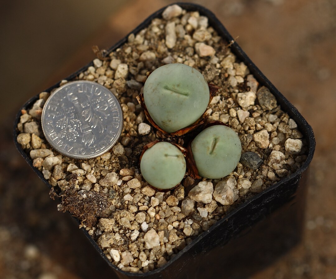 Plant-conophytum Pageae Full Pot - Etsy