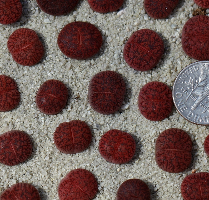 Plant 1-dinterops D.vanzylii fred's Redhead - Etsy