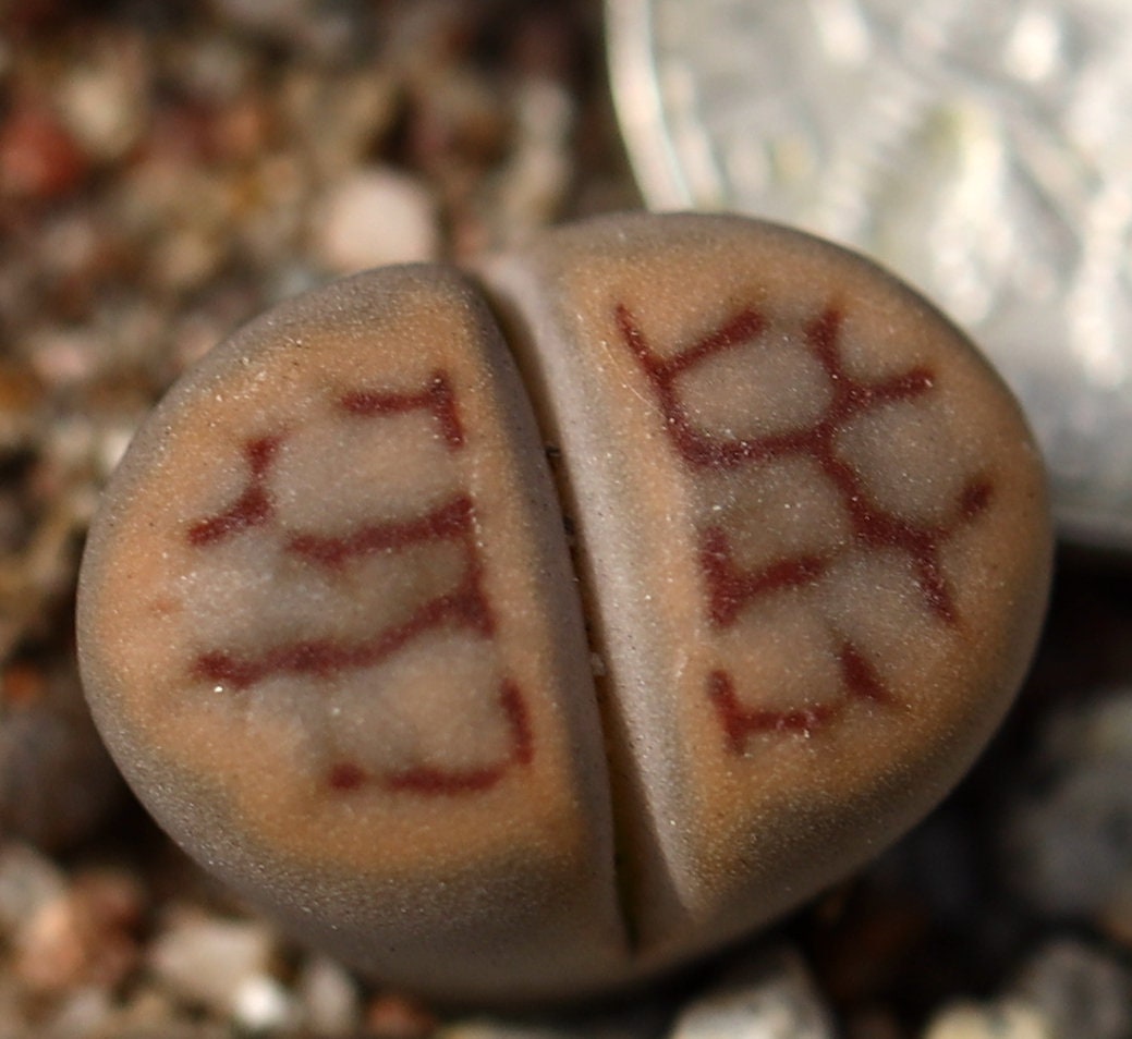 Plant Lithops Schwantesii PVB8347 - Etsy