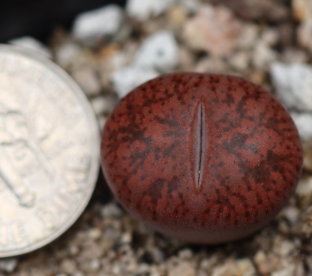 Plant Lithops Lesliei freds Redhorn - Etsy