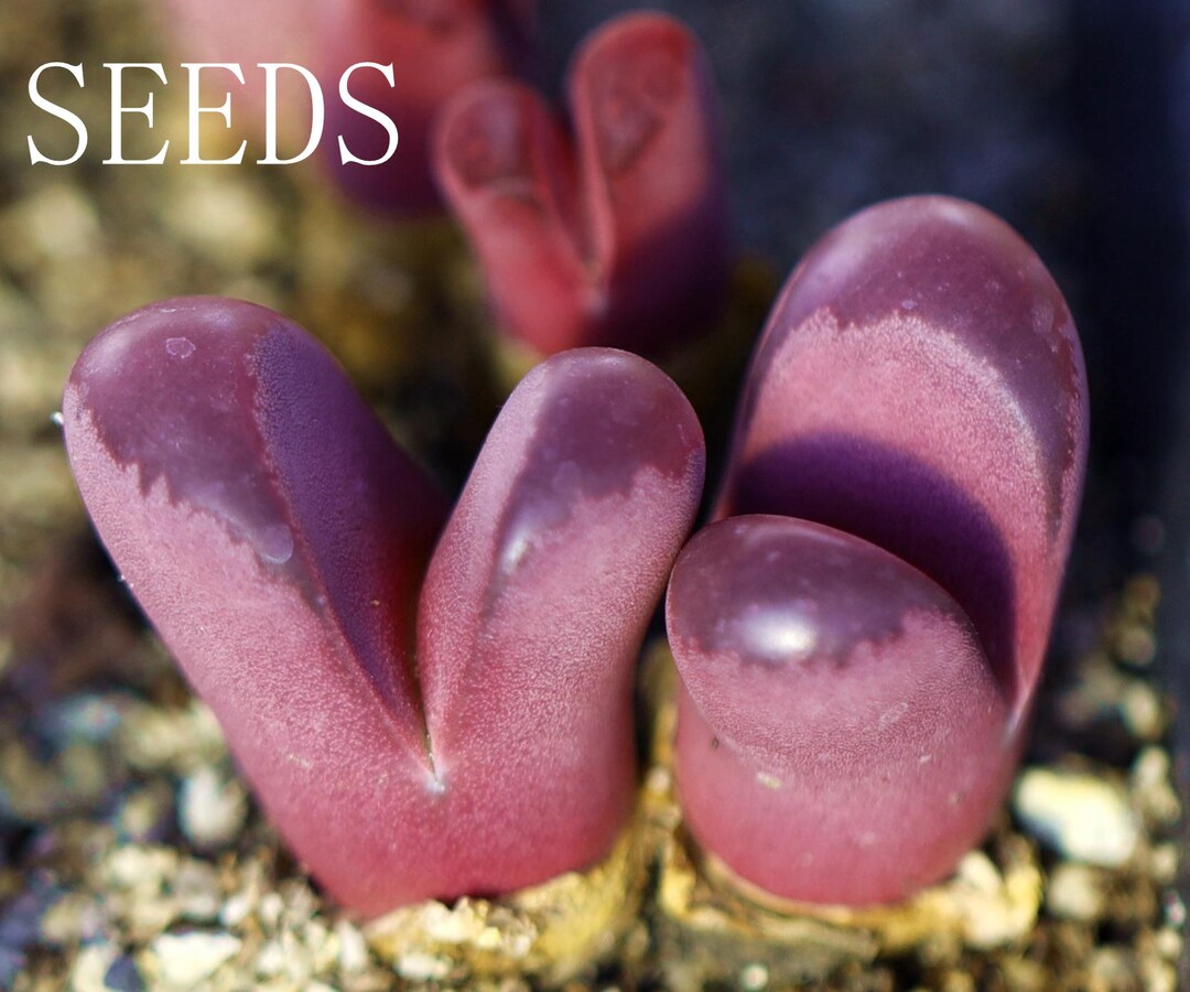 Seeds-lithops Optica 'rubra' C81A 20seeds - Etsy