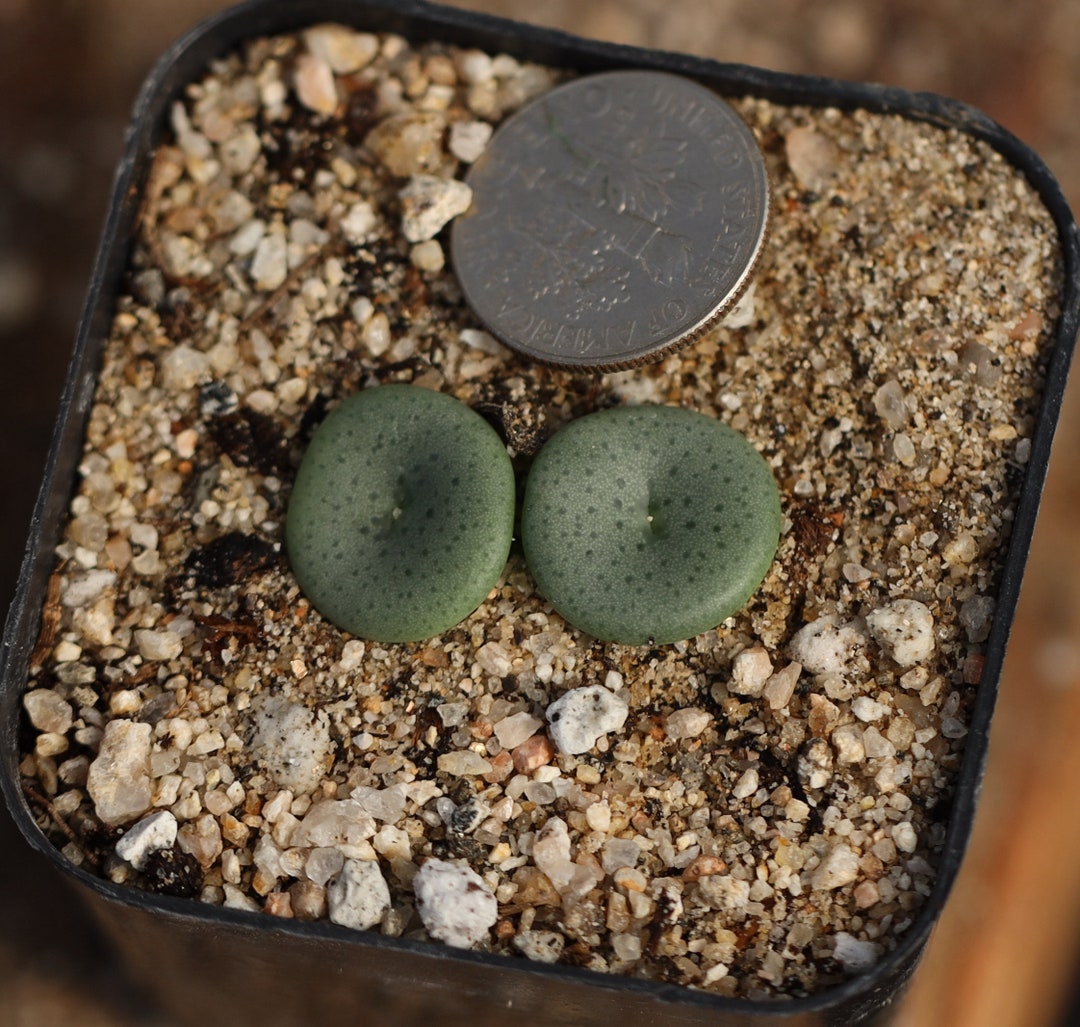 Plant - Conophytum Crateriforme - Etsy
